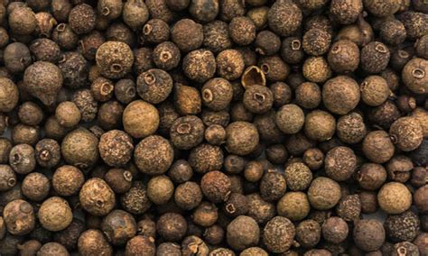 Allspice Tree Seeds And Leaves For Spices Epic Gardening