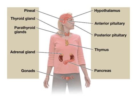 Hormones And Endocrine Signaling Flashcards Quizlet