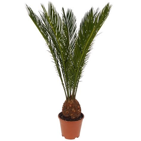Palmfarn 14 Cm Topf