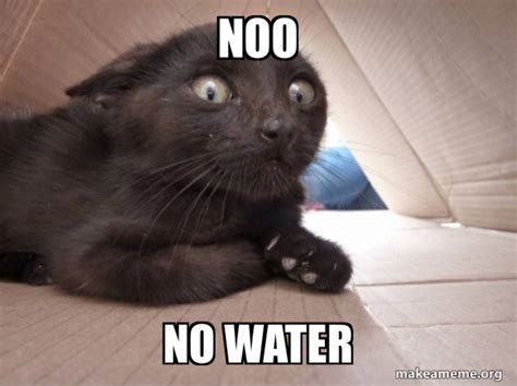Noooo Cat Meme