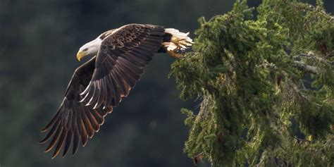 At Least 36 Bald Eagles Have Died In Bird Flu Outbreak Wsj