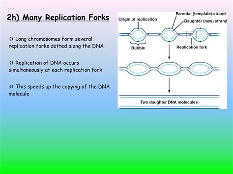 Ppt Higher Biology Powerpoint Presentation Free Download Id8515641