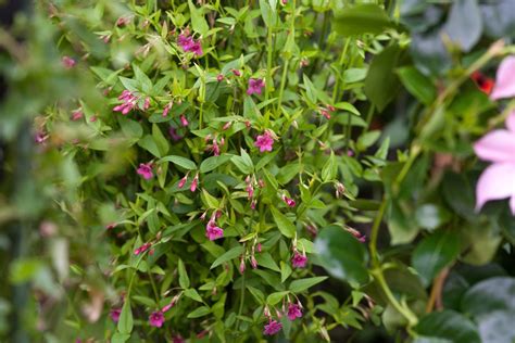Jasminum Beesianum Bbc Gardeners World Magazine