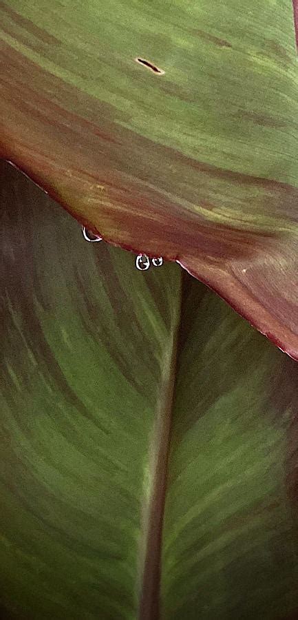 Morning Dew Photograph By Michelle Webb Fine Art America