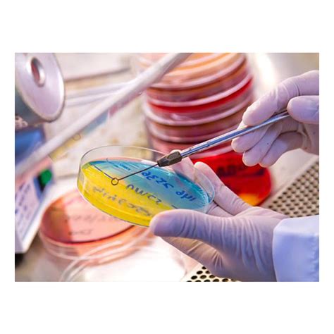 Kít Kiểm Tra Nhanh Vi Khuẩn Ecoli 3m Việt Nam