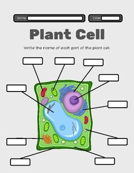 Blank Plant Cell Diagram