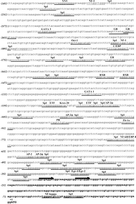 The Promoter Region And 5utr For The Crfr1 Gene Identification Of