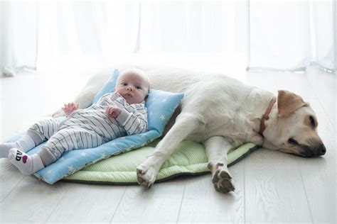 Majka Je Ostavila Bebe A Onda Je U Krevet UskoČio Pas Ljudi U Neverici Kućna Kamera Sve