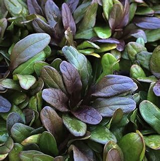 Ajuga Chocolate Chip Care Tips For Growing A Low Maintenance Shade