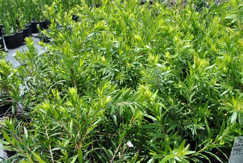 Weeping Bottlebrush Creek Bottlebrush Callistemon Viminalis Wildfir Livable Garden Centre
