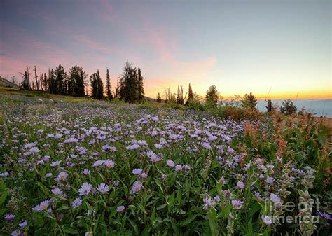 Wildflower Dawn Photograph By Idaho Scenic Images Linda Lantzy Pixels