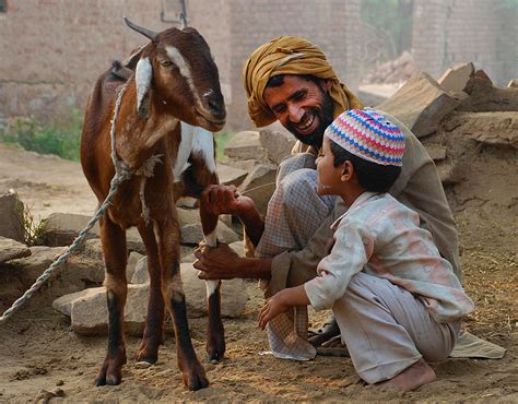 Feed From Goat Photograph By Subhash Sapru Fine Art America