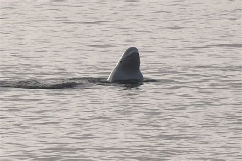 Coming Out In Waves To Spot The Cook Inlet Beluga Whale