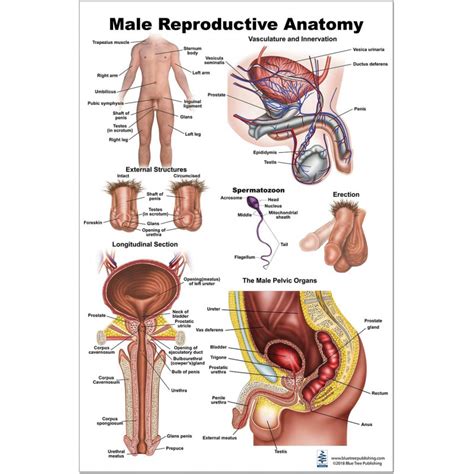 Male Reproductive System Anatomy Male Reproductive System