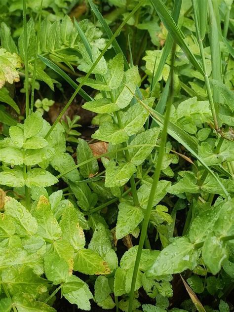 Berula Erecta Water Parsnip Small Pond And Garden Plants