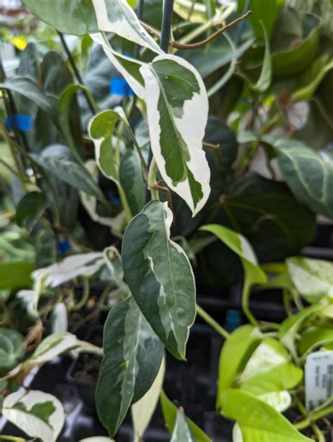 Variegated Cebu Blue Repipremnumpinnatum