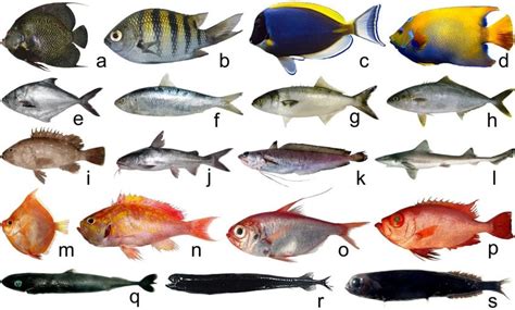 Exemplos De Peixes Que Sao Vertebrados 7º Ano Aula 23 Zoologia