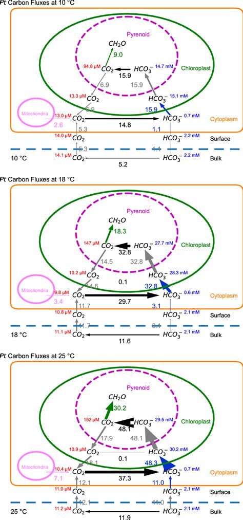 Ccm Models Of Pt Carbon Ci Fluxes During Photosynthesis At Different Download Scientific
