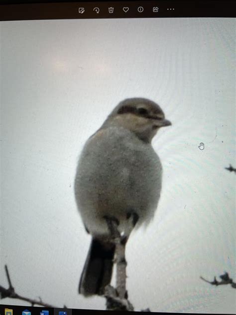 Is This A Townsend Solitaire R Birding