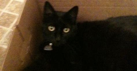 My Late Cat Licorice Imgur