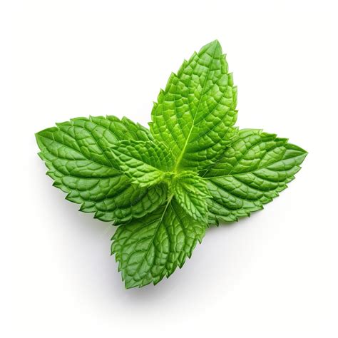 Premium Psd Mint Leaf
