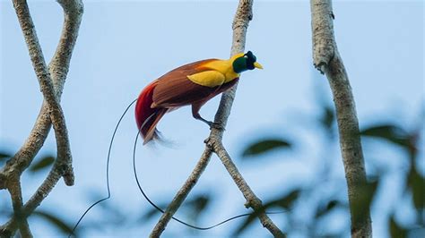 Mengenal Burung Cendrawasih Mulai Dari Jenis Ciri Ciri Dan Makanannya