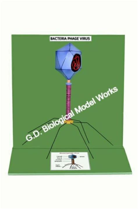 Fiberglass Micro Biology Bacteria Phage Virus Model At ₹ 3500piece In