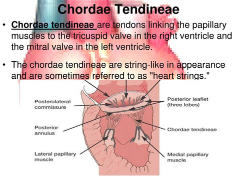 Ppt The Cardiovascular System Powerpoint Presentation Free Download