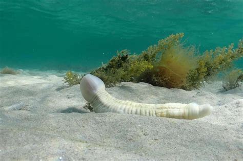 Bizarre Sea Penis Worm Gets A Rise Out Of Social Media