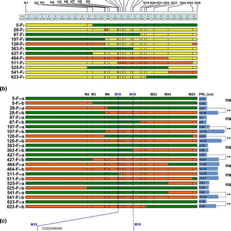 Fine Mapping Of The Candidate Genes A Twelve F2 Recombinants With