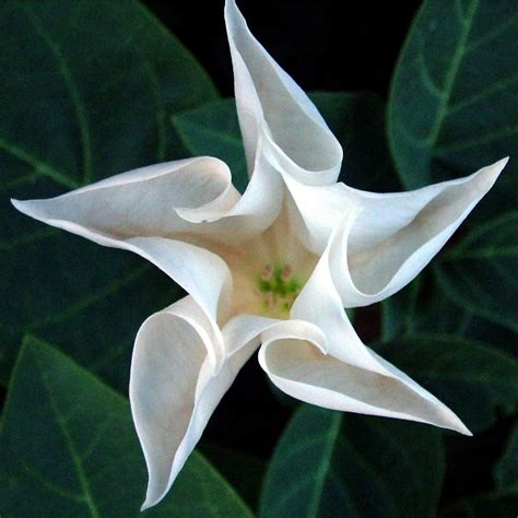 Bush Moon Flower Moondrop Flower Moonflower White Flowers Unusual