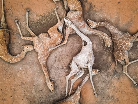 Grisly Photos Of Dead Giraffes Highlight Devastation Of Drought In