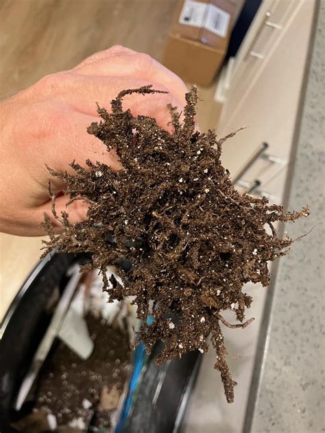 Aloe Root Rot Question And Advice Rsucculents