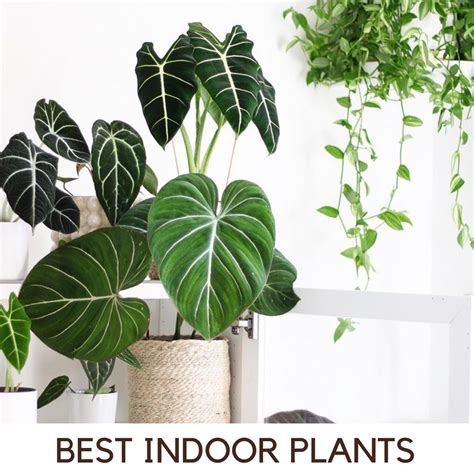 Best Plants For Indoor Entryway At Vera Malone Blog