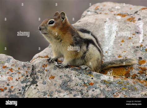 Jasper National Park Alberta Citellus Lateralis Golden Mantled