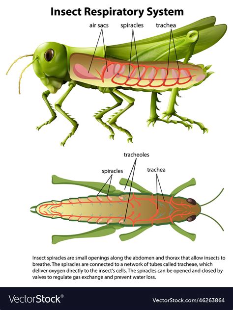 What Is The Breathing Organ Of Grasshopper At Kai Chuter Blog