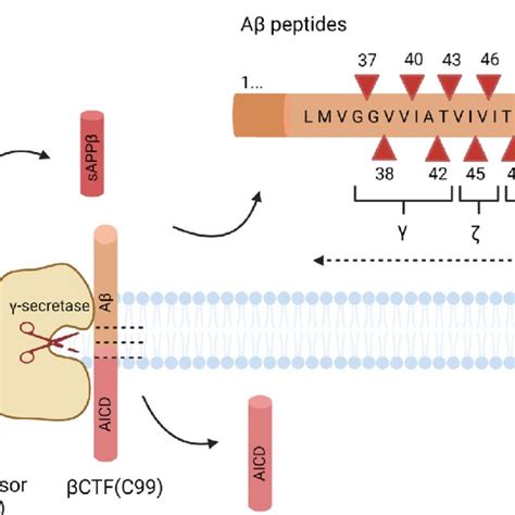 Structures Of γ Secretase Modulators In Clinical Trials Download Scientific Diagram