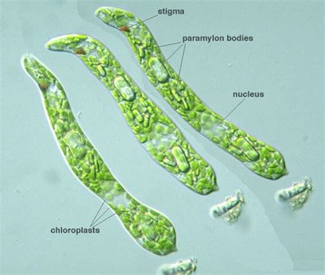 Divisions Euglenophyta Phaeophyta Chrysophyta Plantlet