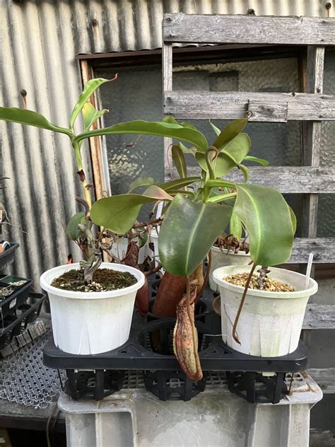Yahoo オークション 食虫植物 ネペンテス Tobaica X Robcantleyi Sib