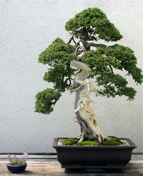 North American Collection — National Bonsai Foundation
