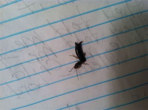 3 Ways To Identify Termite Larvae Wikihow