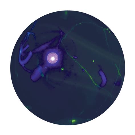 Morphogenic Fields Mean Seed Records