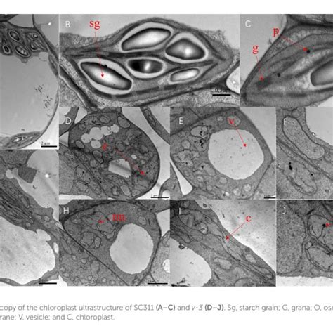 Leaf Pigments Of V 3 And The Wt A The Spectral Scans Of Leaf