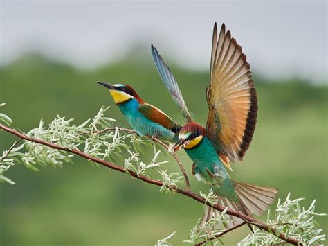 Colorful European Bee Eater Merops Apiaster Stock Image Image Of
