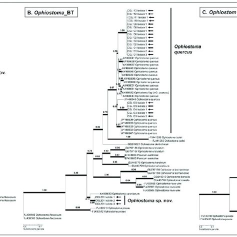 Single Locus Maximum Likelihood Phylogenetic Trees Indicating The