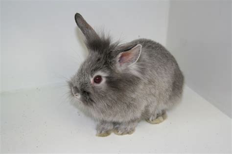 Rabbit Lionhead