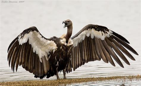 White Rumped Vulture Found In India
