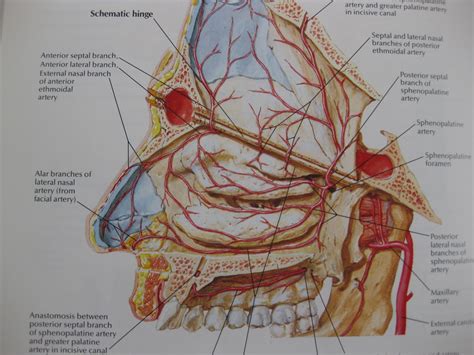 Head Sinuses Diagram Nose And Sinuses