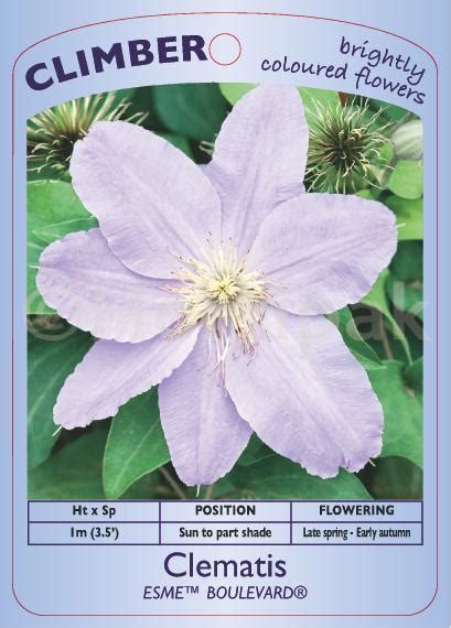 Clematis Esme Elastic Loop Attached Plant Labels Hortipak