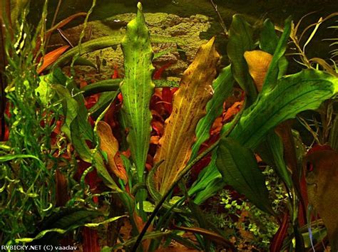 šípatkovec Python Echinodorus Python Plants Garden Flowers